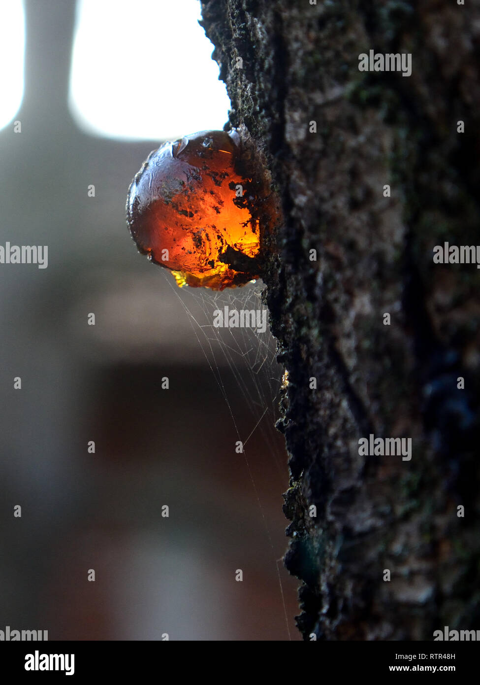 Drop of tree resin, Amber Stock Photo - Alamy