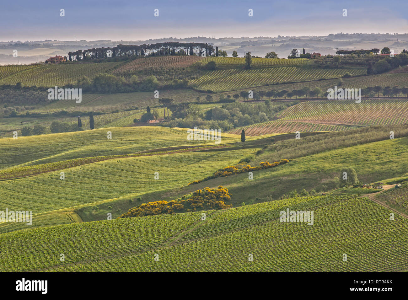 The rolling hills and green fields at sunrise in Tuscany.Tuscany ...
