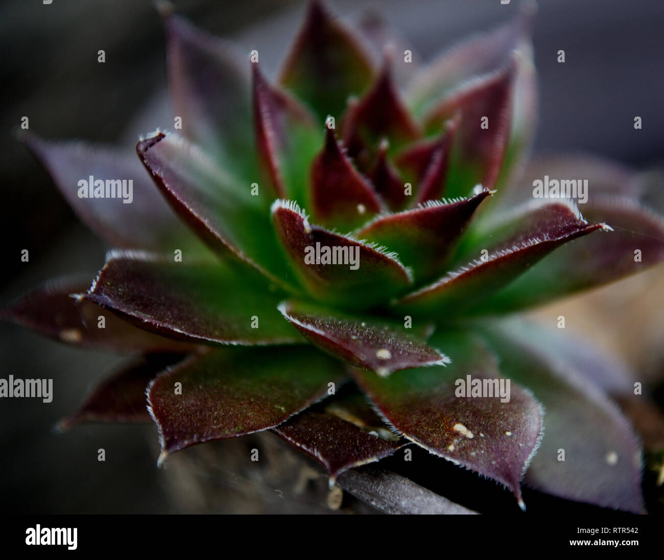 Common houseleek hi-res stock photography and images - Alamy