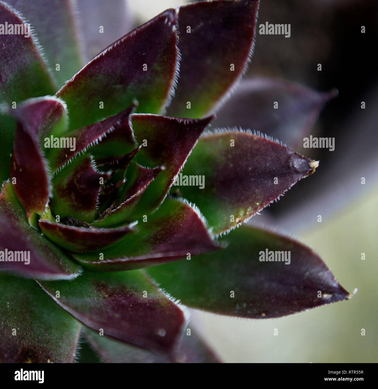 Common houseleek hi-res stock photography and images - Alamy