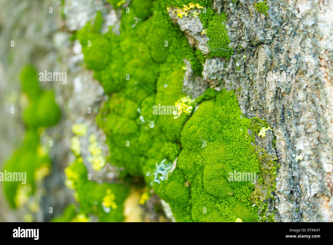 macro image of tree trunk with moss Stock Photo - Alamy