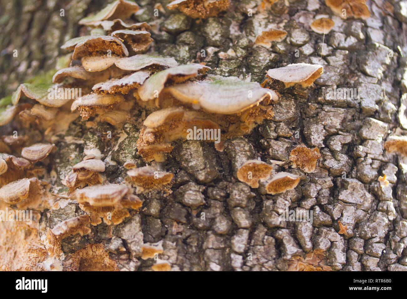 mushrooms or fungus on a tree.close up Stock Photo - Alamy
