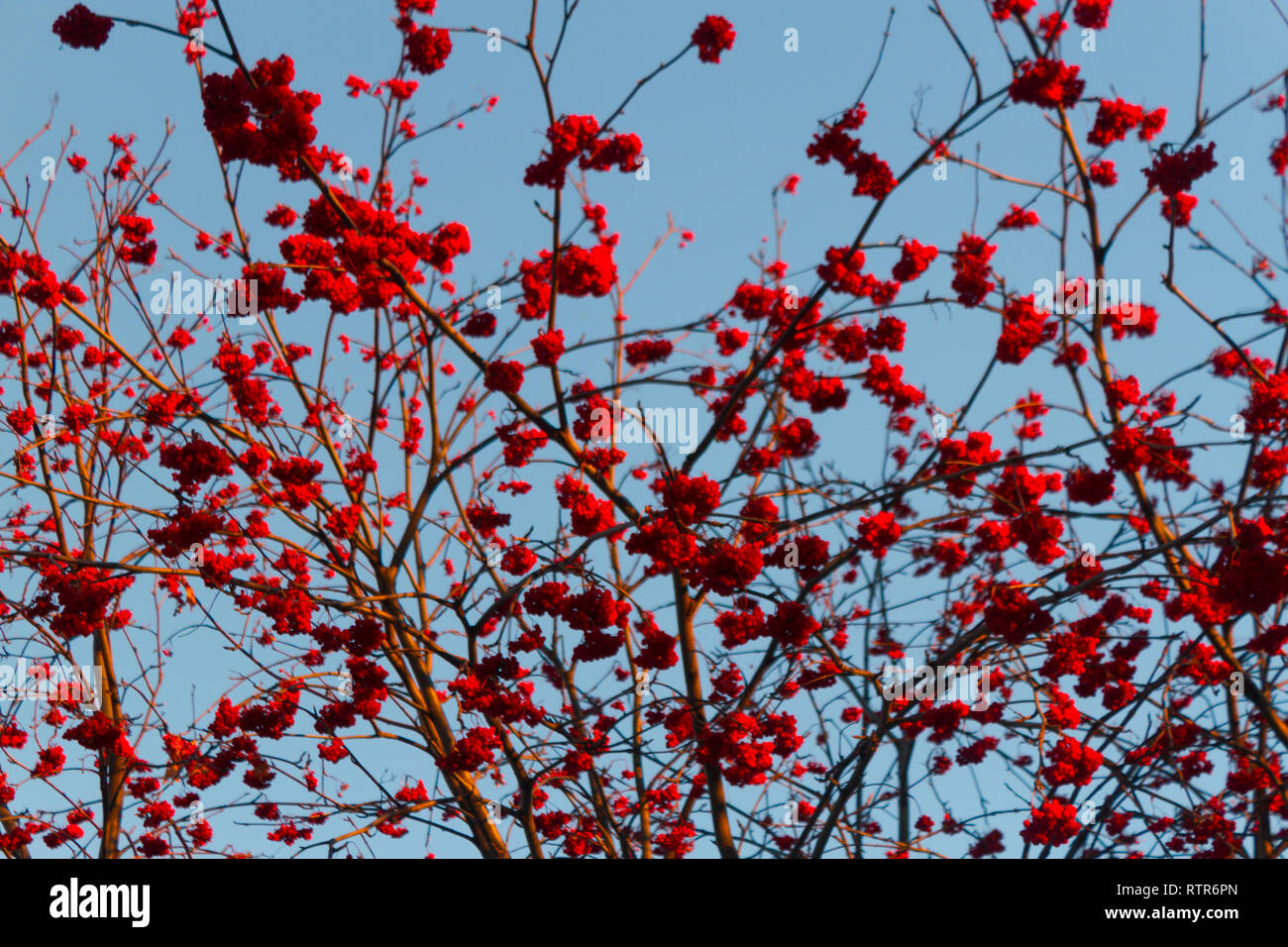 Red Hawthorn Berries. blurred image. use as background Stock Photo - Alamy