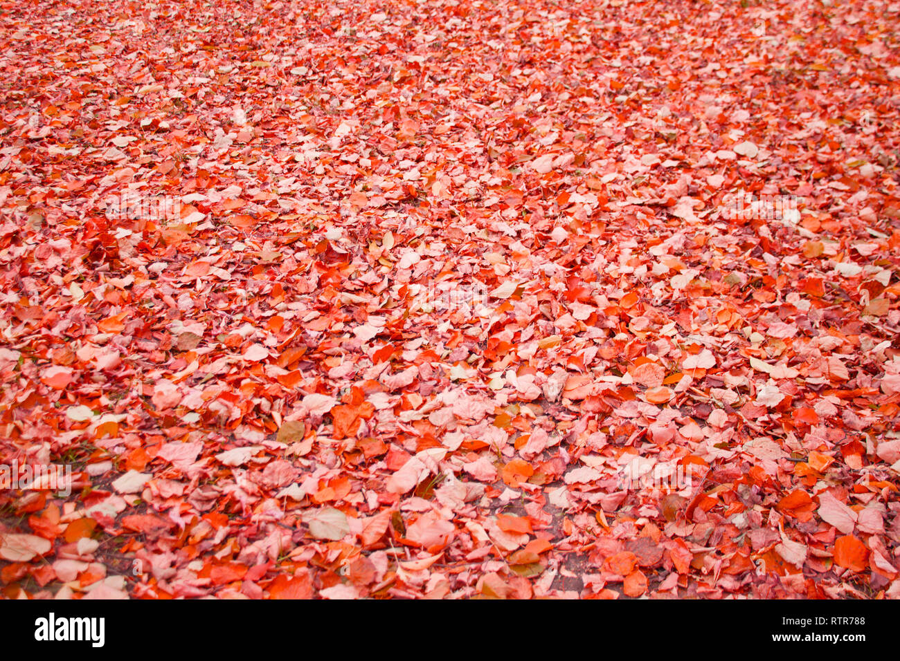 Denver halloween hi-res stock photography and images - Alamy