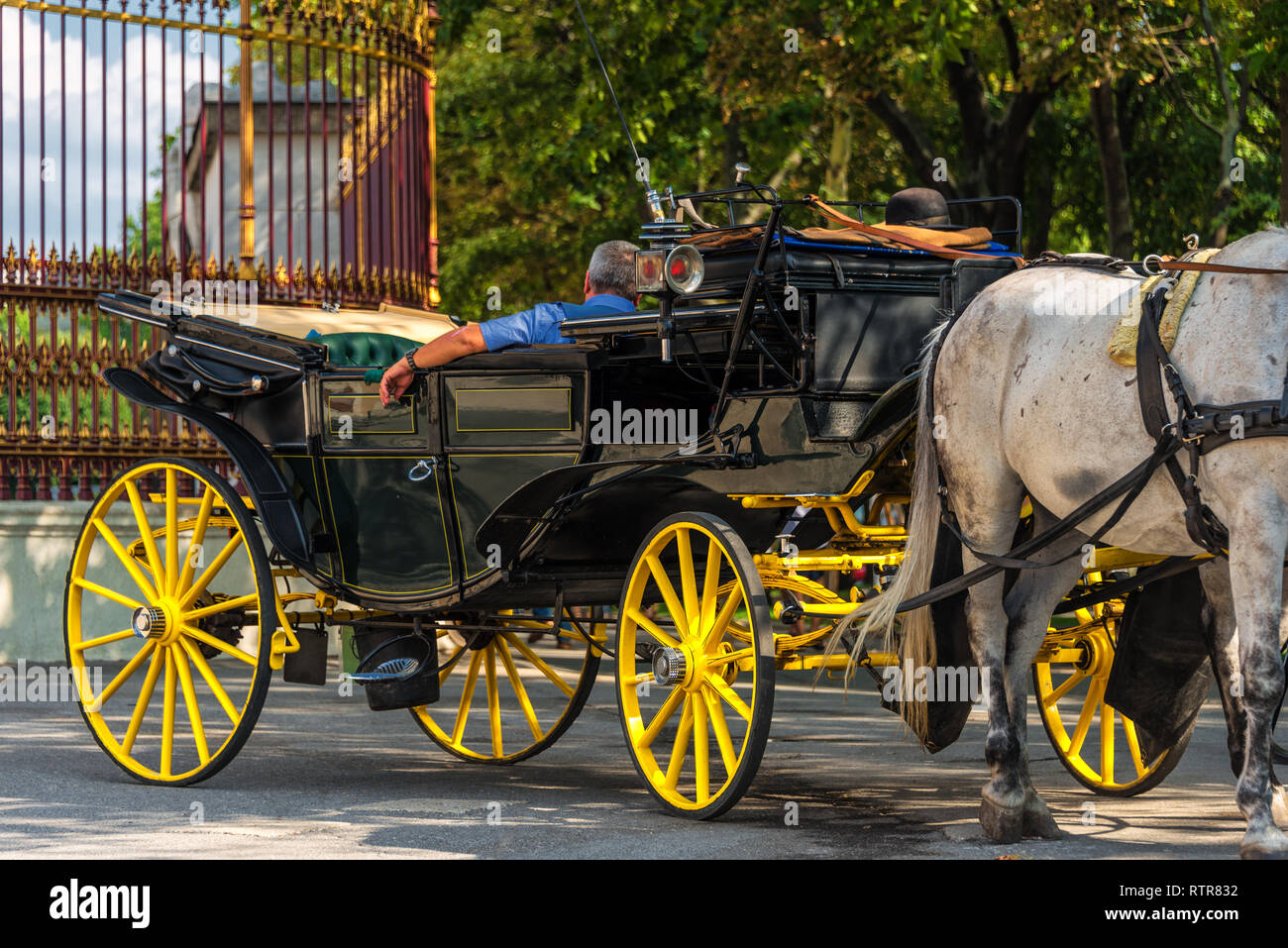 Horse-drawn carriage or Fiaker, popular tourist attraction, making a ...