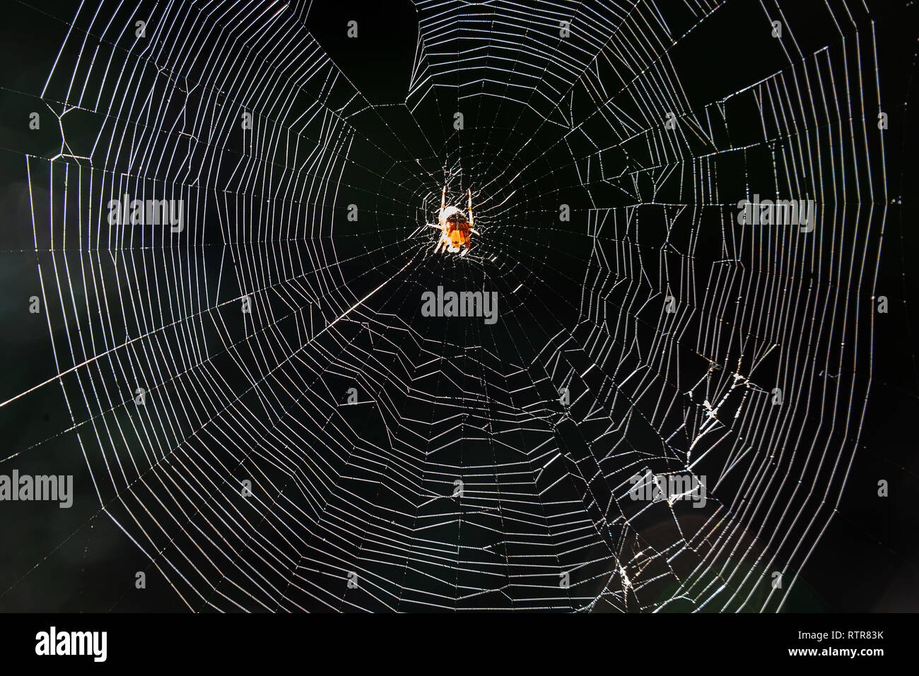 Spider network hi-res stock photography and images - Alamy