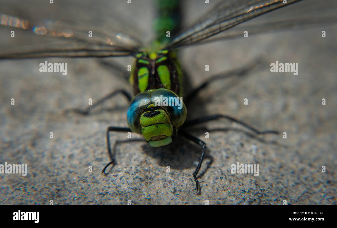 Dragon fly pattern hi-res stock photography and images - Alamy