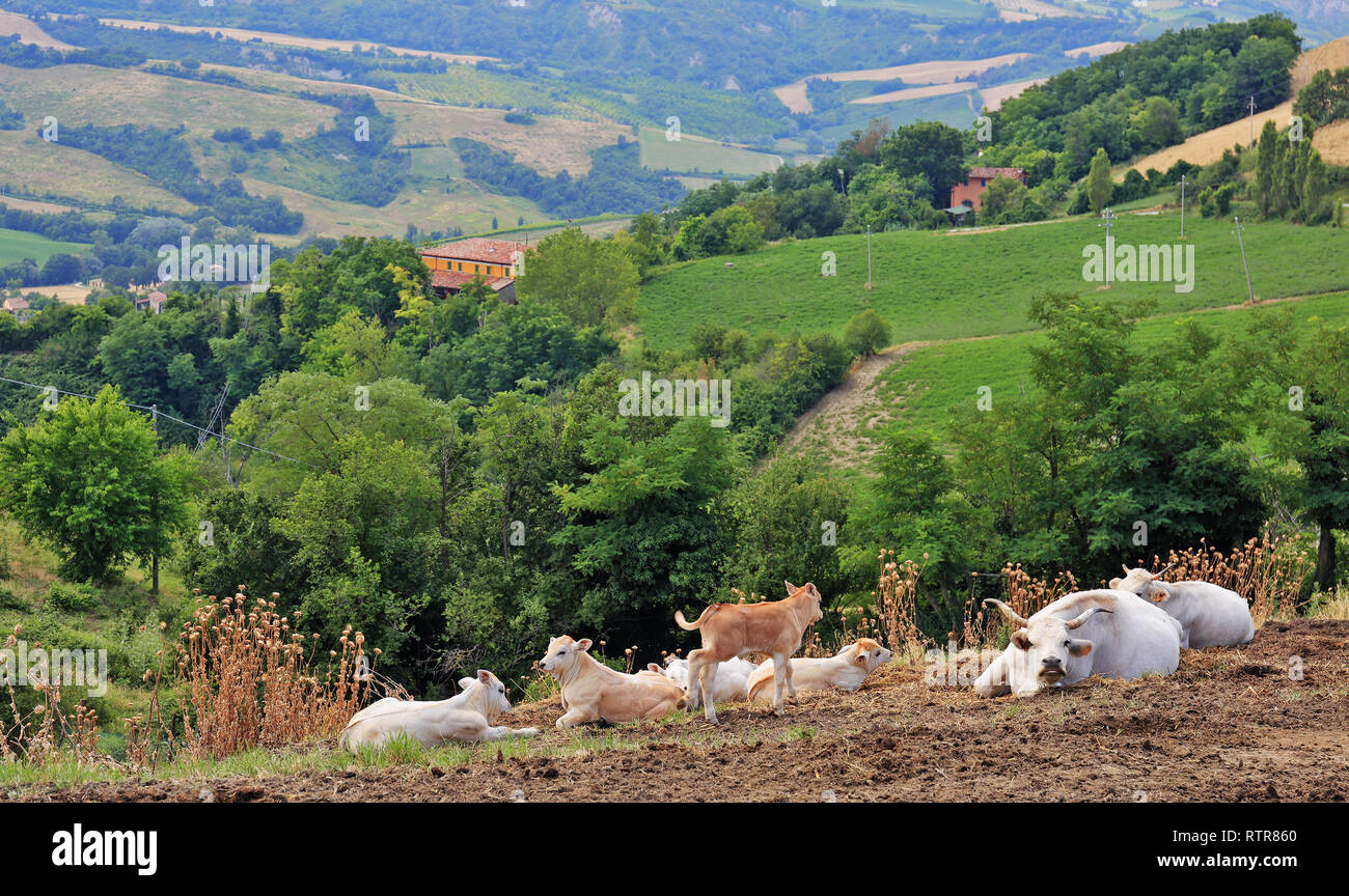 Herd of cows on the background of the hilly landscape in Tuscany Italy ...