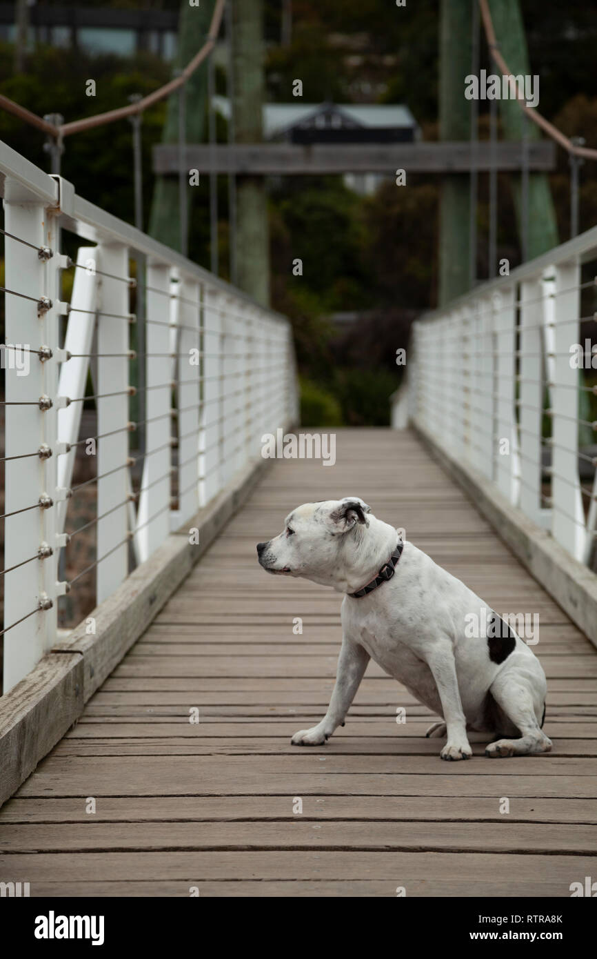 Dog on a Walking Bridge Stock Photo - Alamy