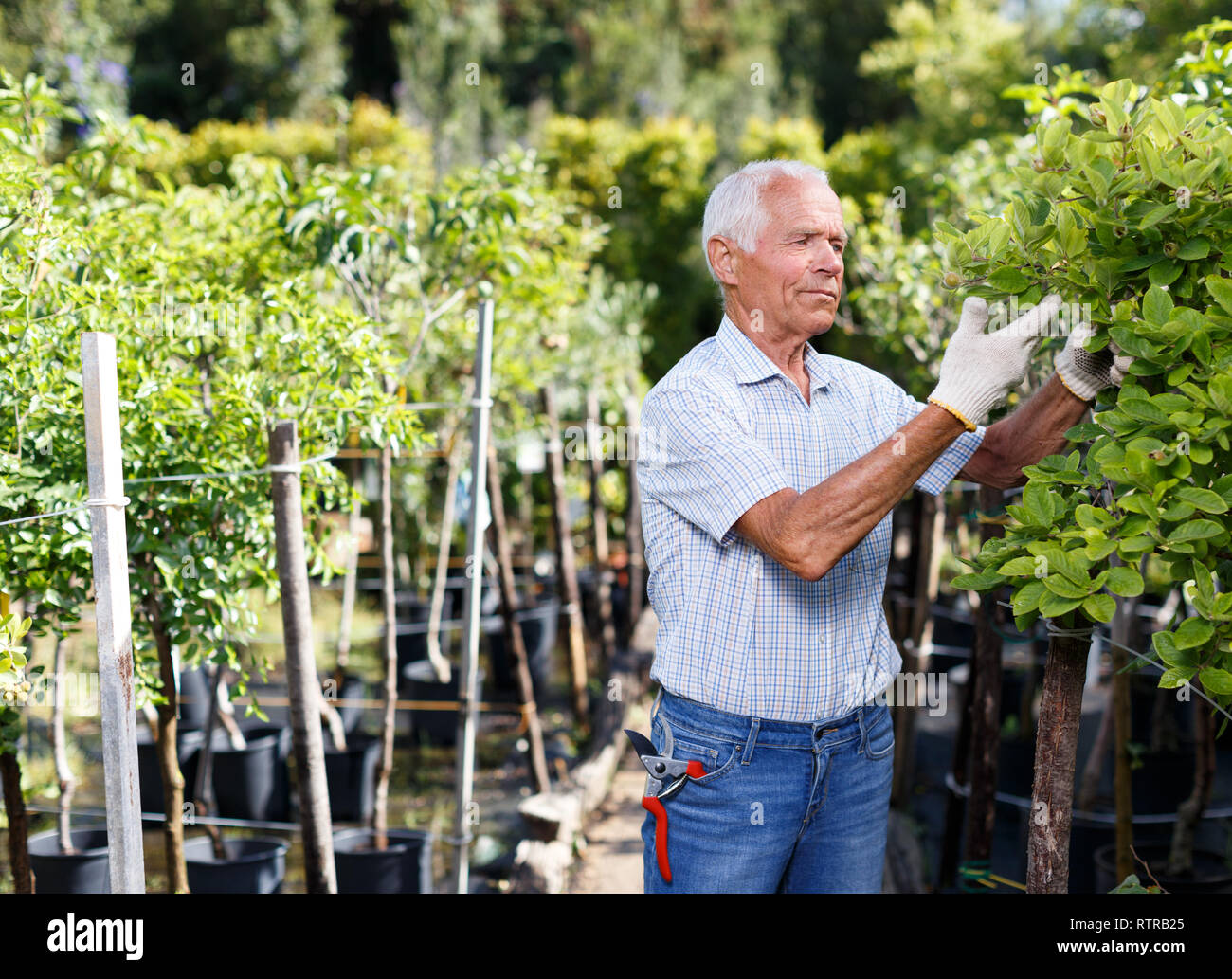 Senior man tending and cultivating garden at homestead, inspecting ...