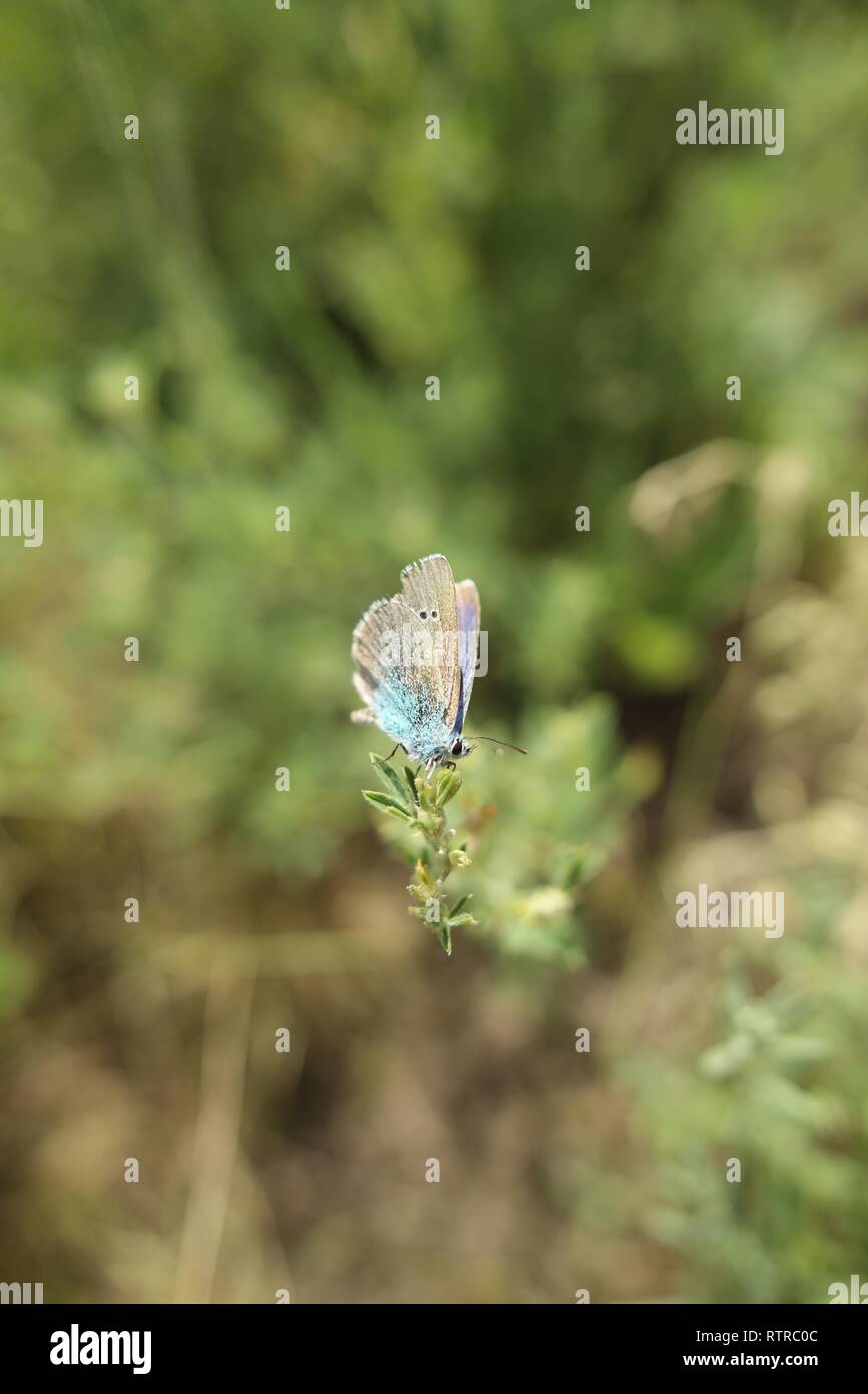 Hot weather insects hi-res stock photography and images - Alamy