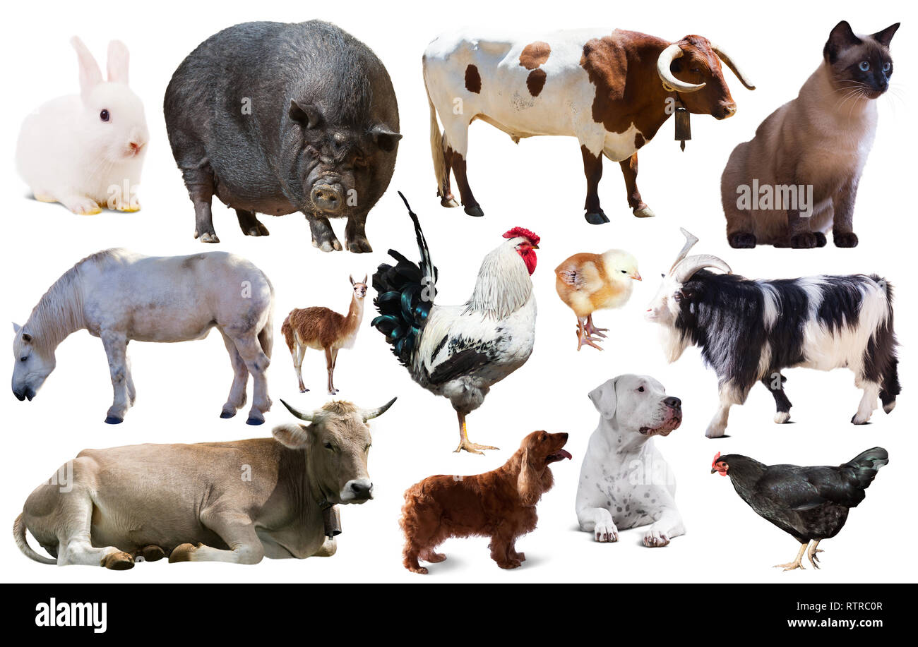 set of various farming animals including cattle and pets isolated Stock ...