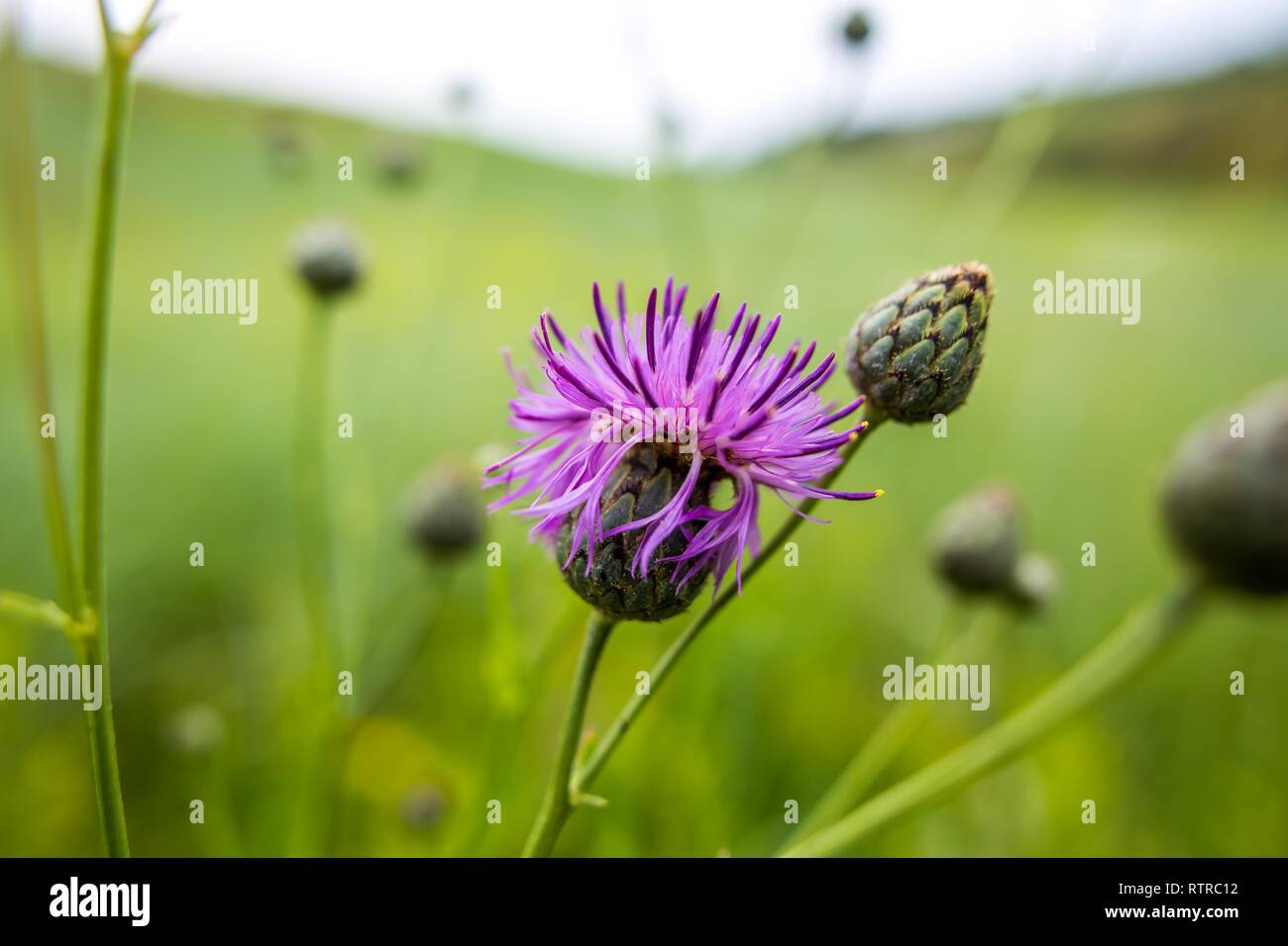 Hot weather insects hi-res stock photography and images - Alamy