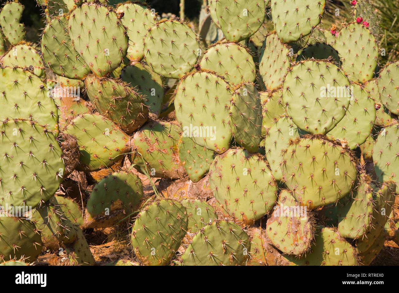cactus background - perfect as botanic background Stock Photo - Alamy
