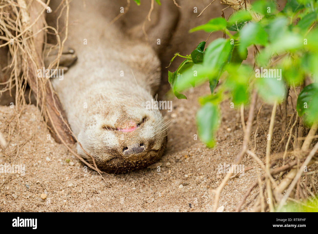 Smooth Coated Otter resting on beach Stock Photo - Alamy