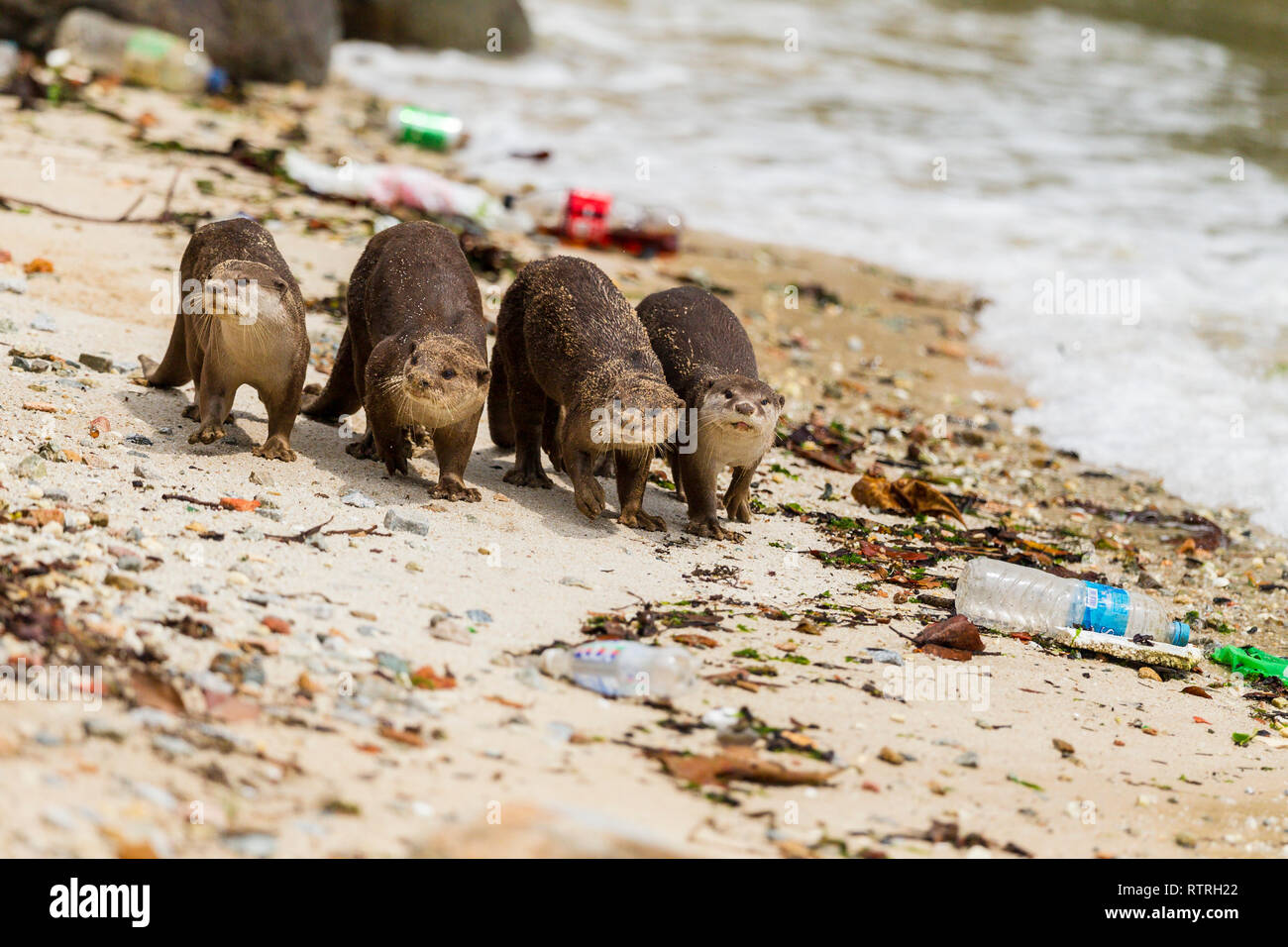 Smooth Coated Otter family members walk side by side along plastic ...