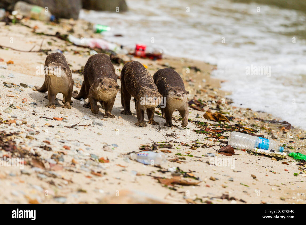 Smooth Coated Otter family members walk side by side along plastic ...