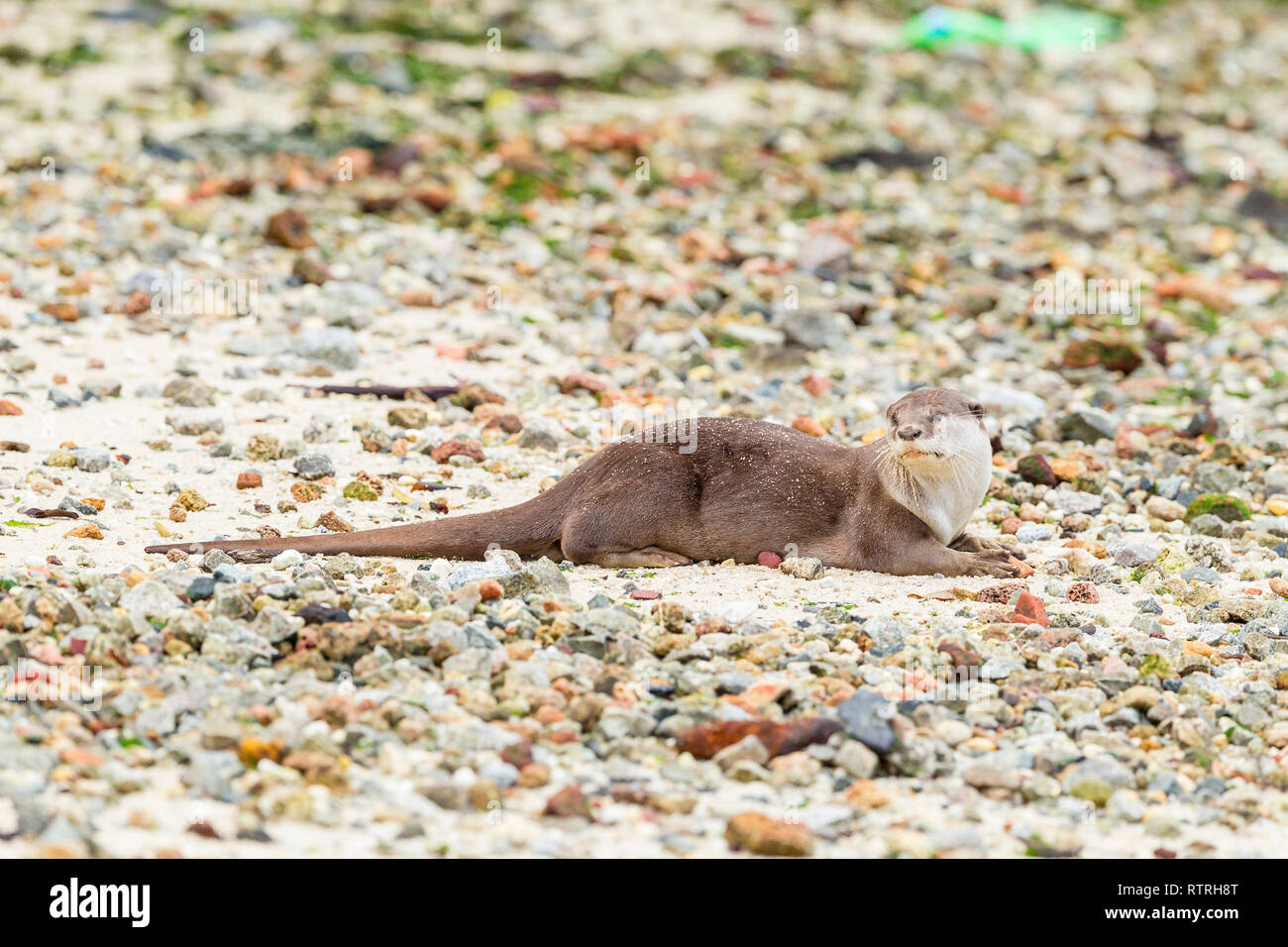 Smooth Coated Otter resting on beach Stock Photo - Alamy