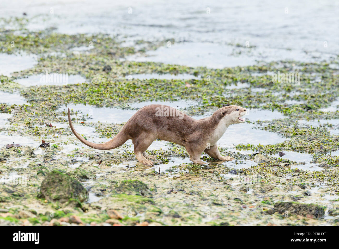 Smooth Coated Otter walking on beach calling to family members in sea ...