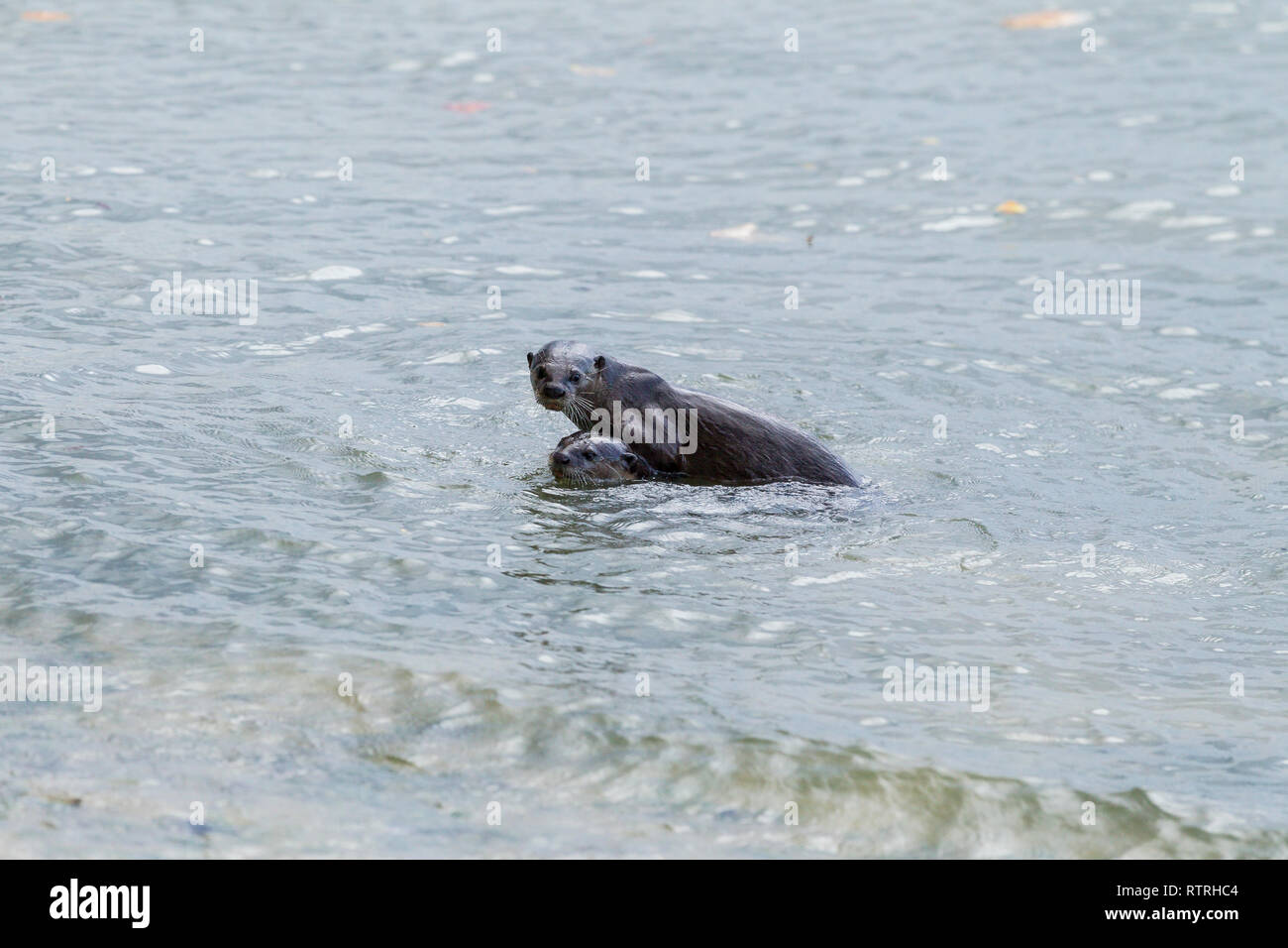Smooth coated otter siblings play fight in the sea near the beach Stock ...