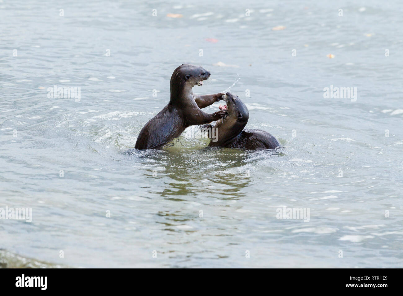Smooth coated otter siblings play fight in the sea near the beach Stock ...