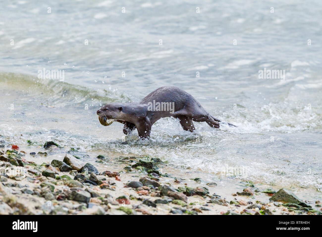 Smooth coated otter running ashore with freshly caught fish from sea ...