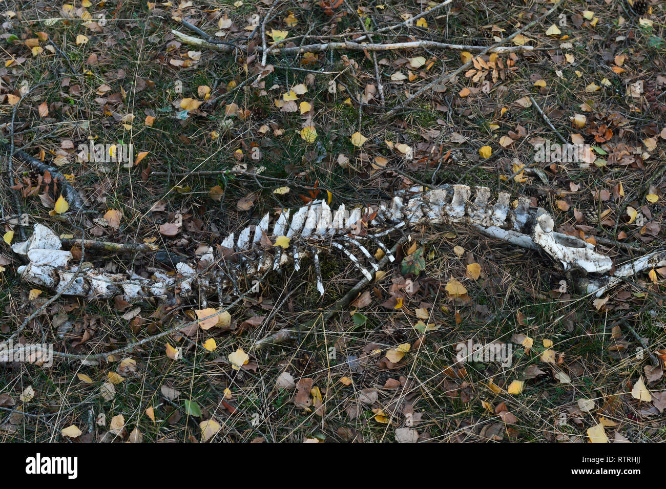 Dead Animal Backbone Stock Photo - Alamy