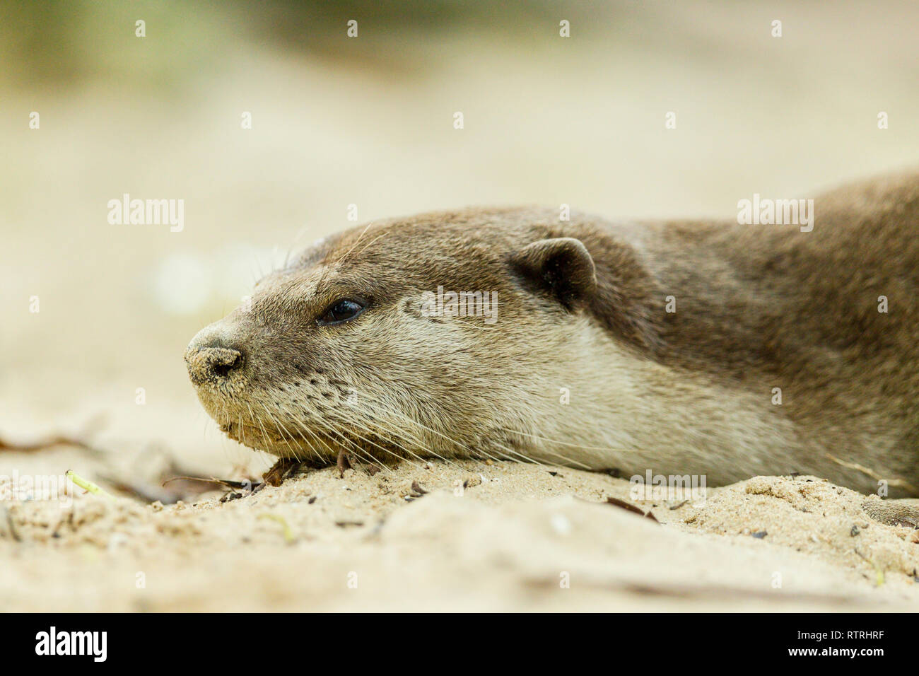 Smooth Coated Otter resting on beach Stock Photo - Alamy