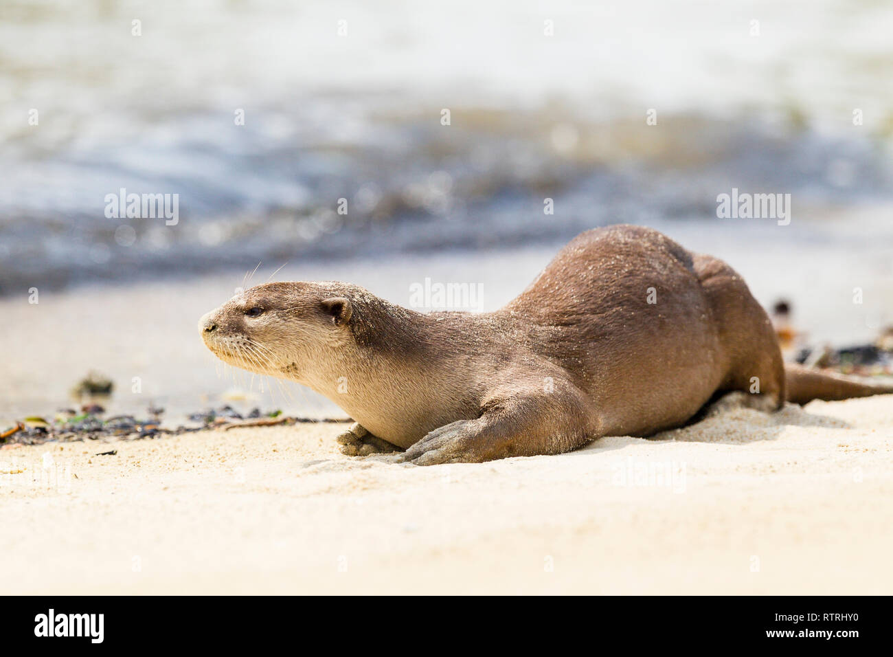 Smooth Coated Otter resting on beach Stock Photo - Alamy
