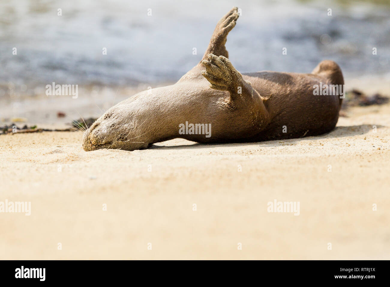 Smooth Coated Otter resting on beach Stock Photo - Alamy