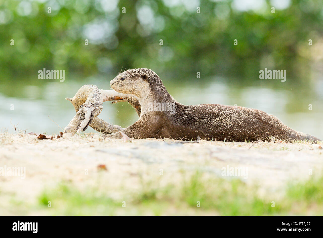 Smooth Coated Otter resting on beach Stock Photo - Alamy