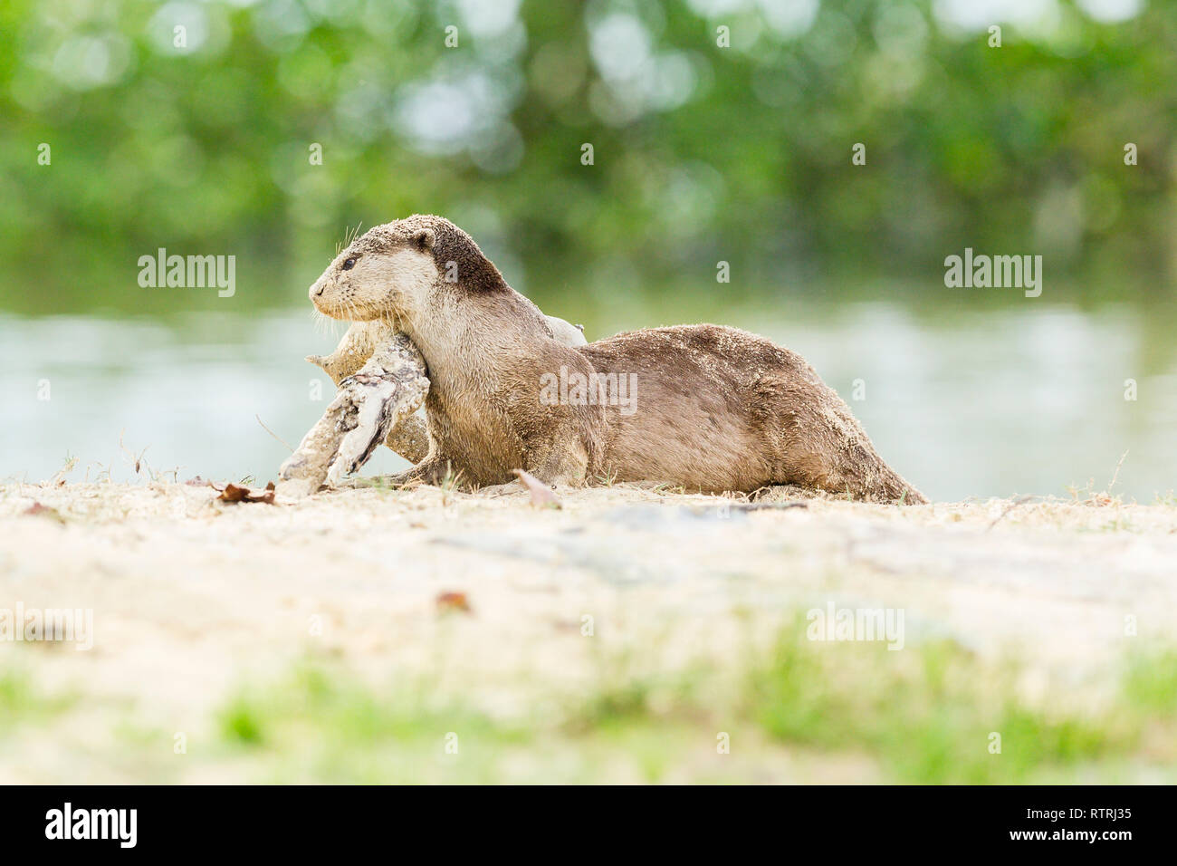 Smooth Coated Otter resting on beach Stock Photo - Alamy