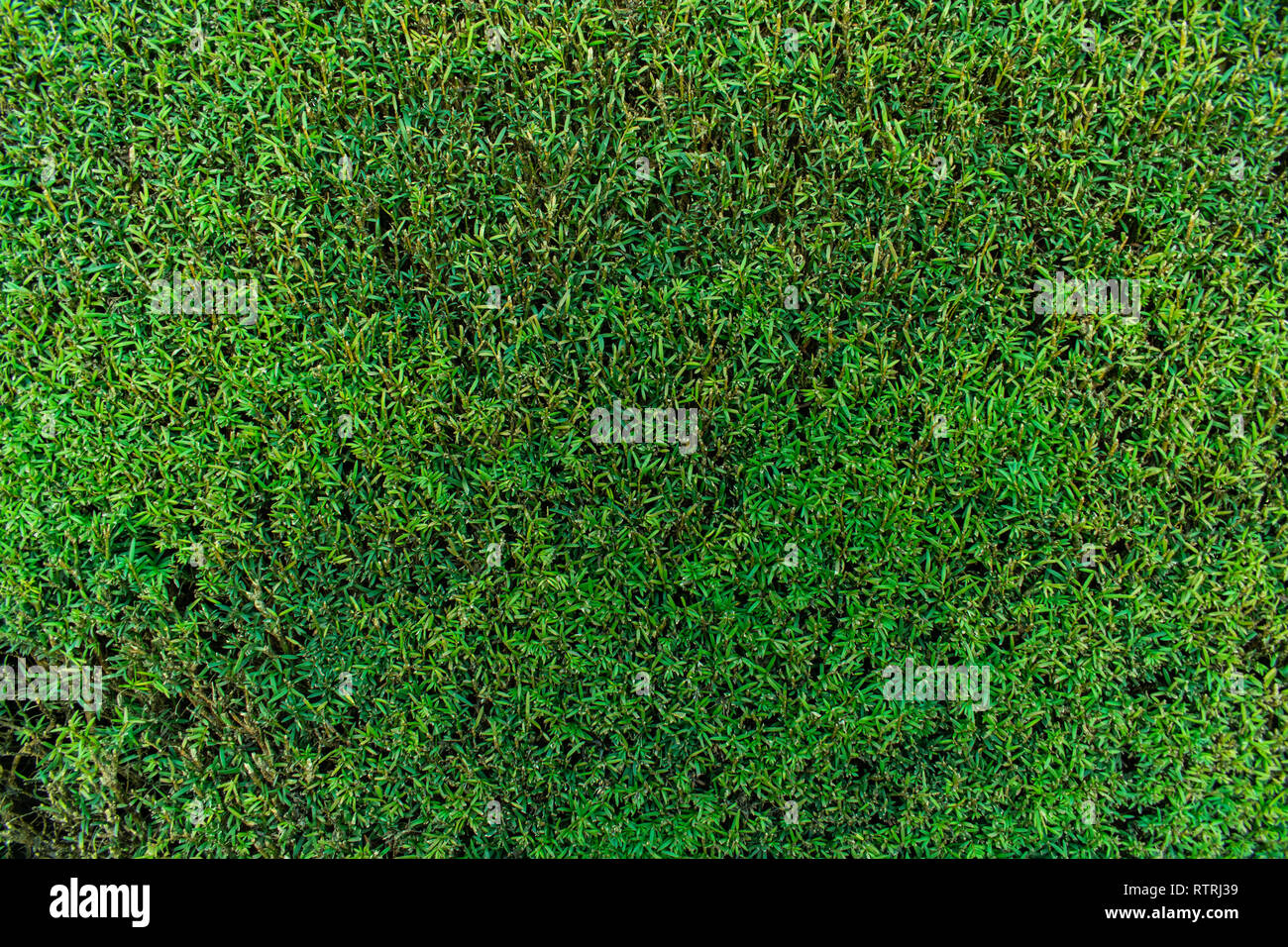 Green hedge texture plant Stock Photo - Alamy