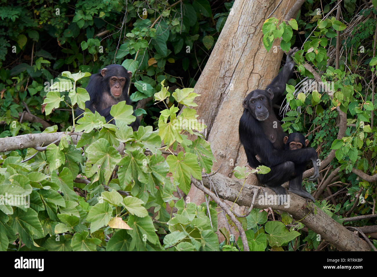 Chimpanzee in its natural habitat on Baboon Islands in The Gambia Stock ...