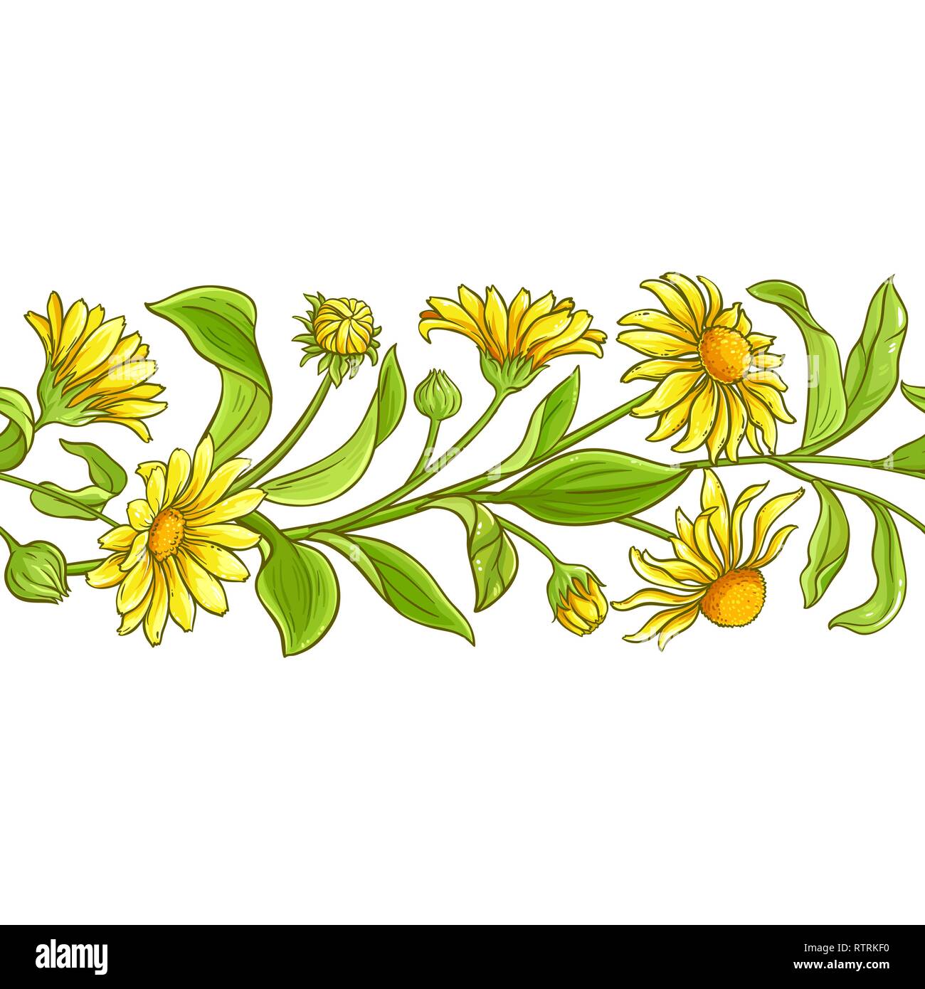 Arnica plant Stock Vector Images - Alamy