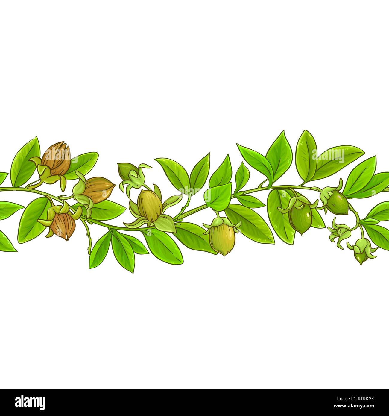 Jojoba plant Stock Vector Images - Alamy
