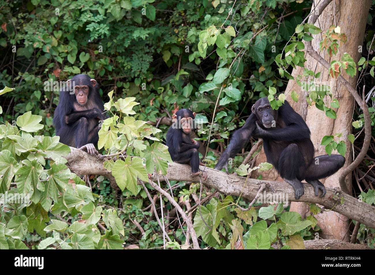 Chimpanzee in its natural habitat on Baboon Islands in The Gambia Stock ...