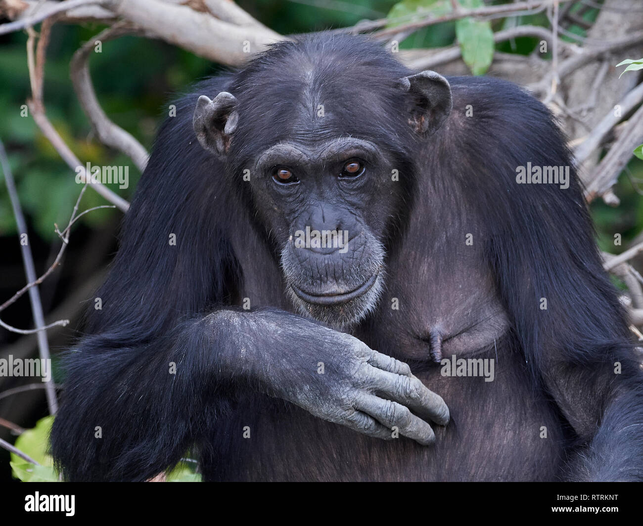 Chimpanzee in its natural habitat on Baboon Islands in The Gambia Stock ...