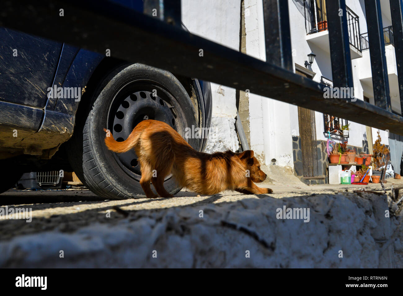A dog waking up and stretching in the morning Stock Photo - Alamy