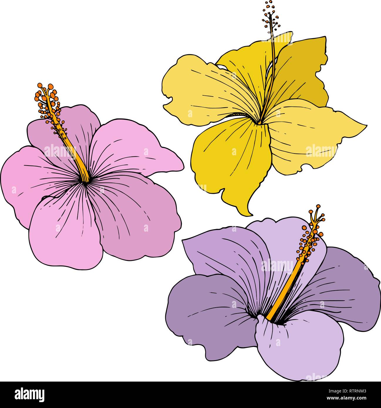 Vector Hibiscus floral tropical flowers. Engraved ink art. Isolated hibiscus illustration ...
