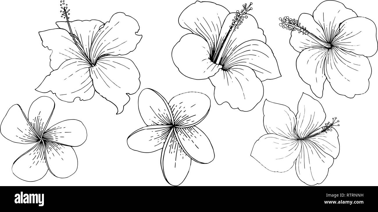 Vector Hibiscus floral tropical flowers. Black and white engraved ink art. Isolated hibiscus ...