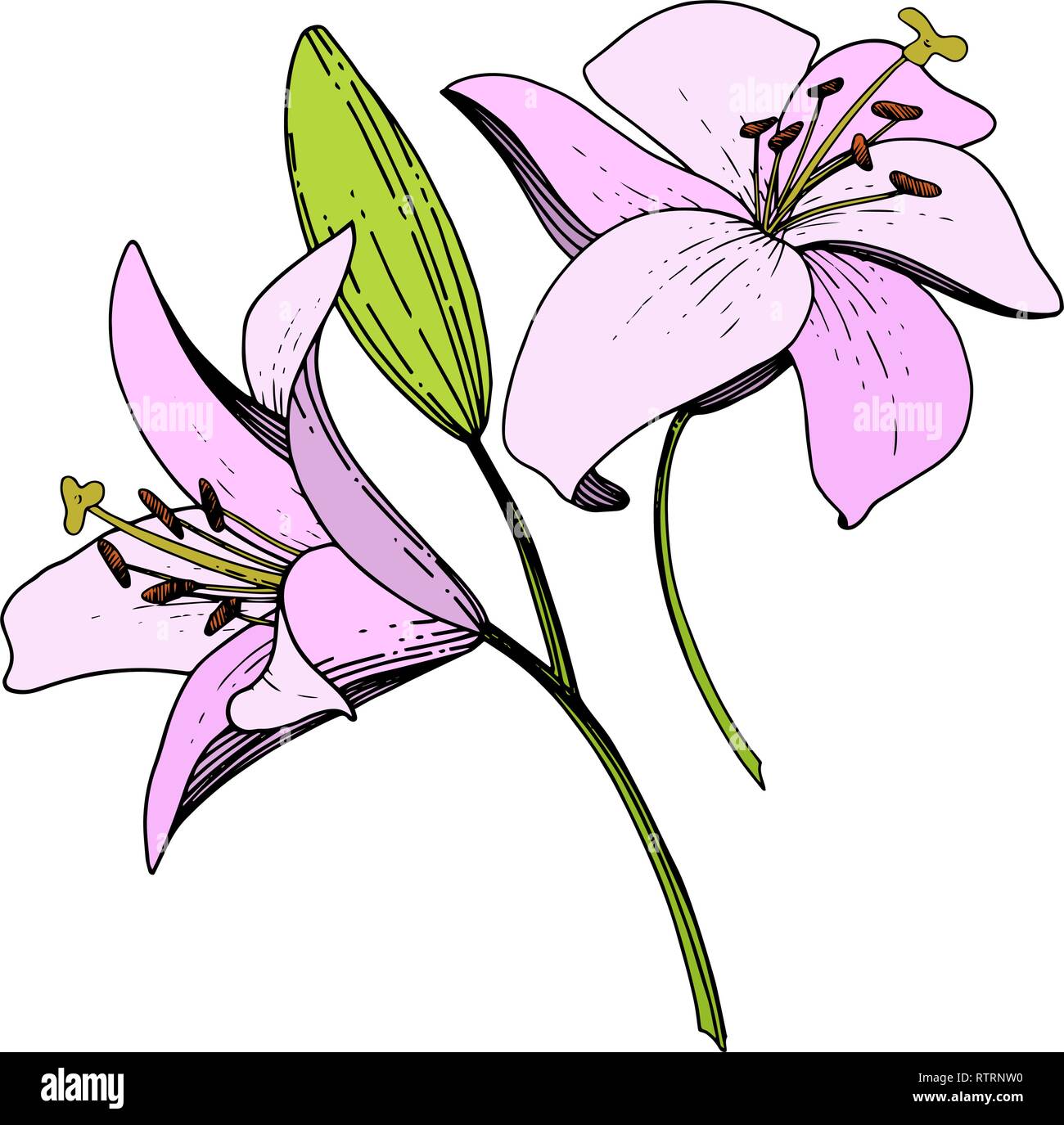 Vector Pink Lily floral botanical flower. Engraved ink art. Isolated ...