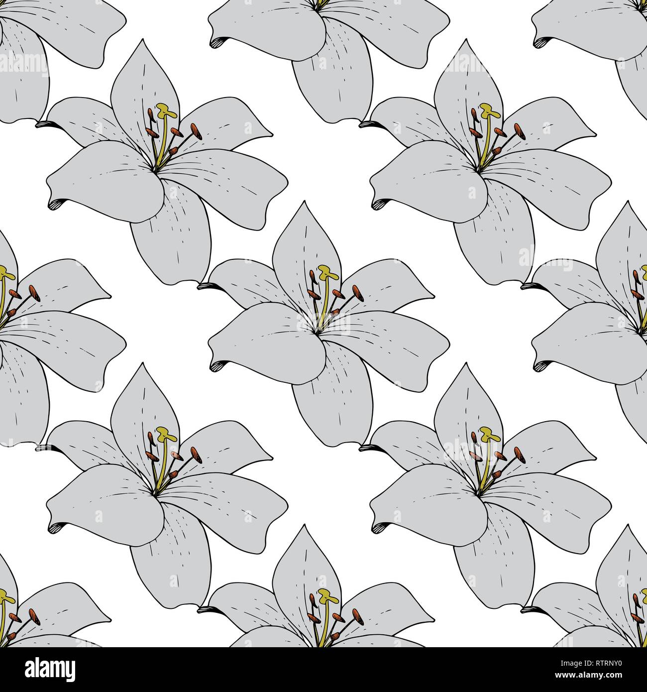 Vector Lily floral botanical flower. Engraved ink art. Seamless ...