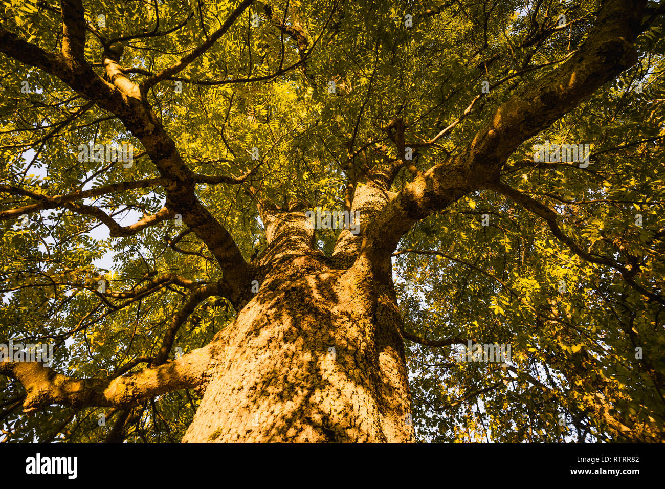 view into the top of the tree Stock Photo - Alamy