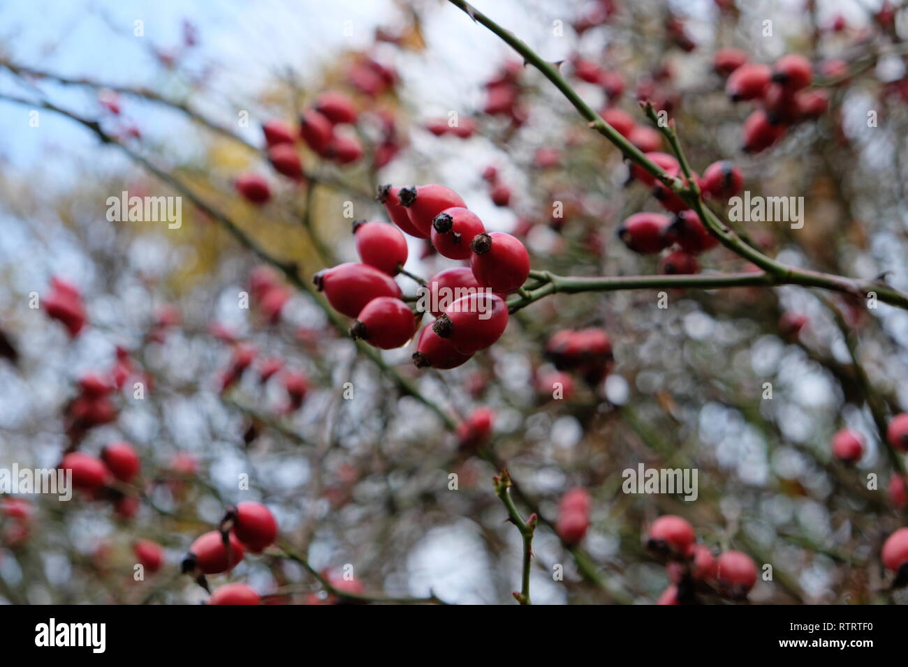 Wild rose hips Stock Photo - Alamy