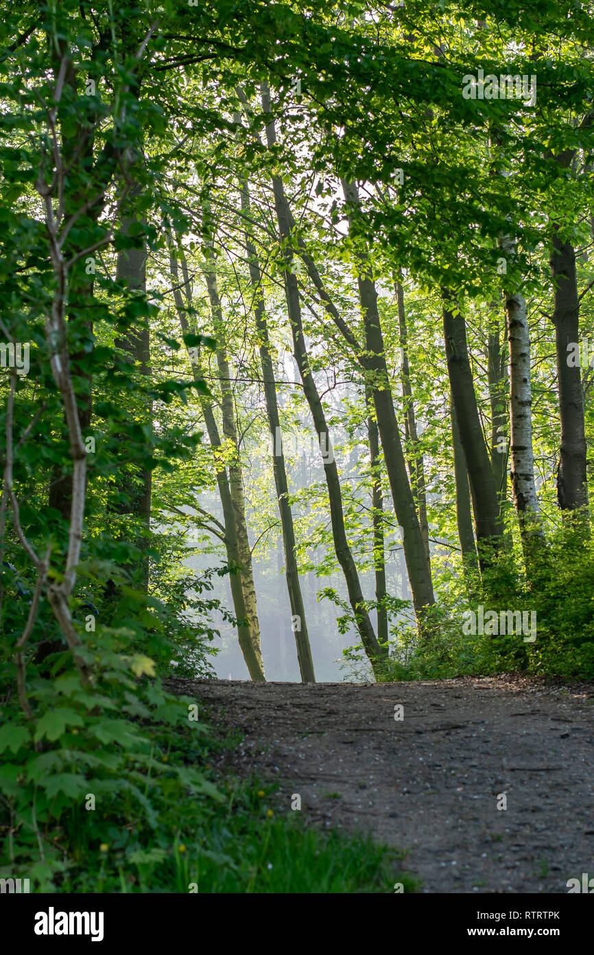 Nature and environment concept: View of the path, trees, vegetation and ...