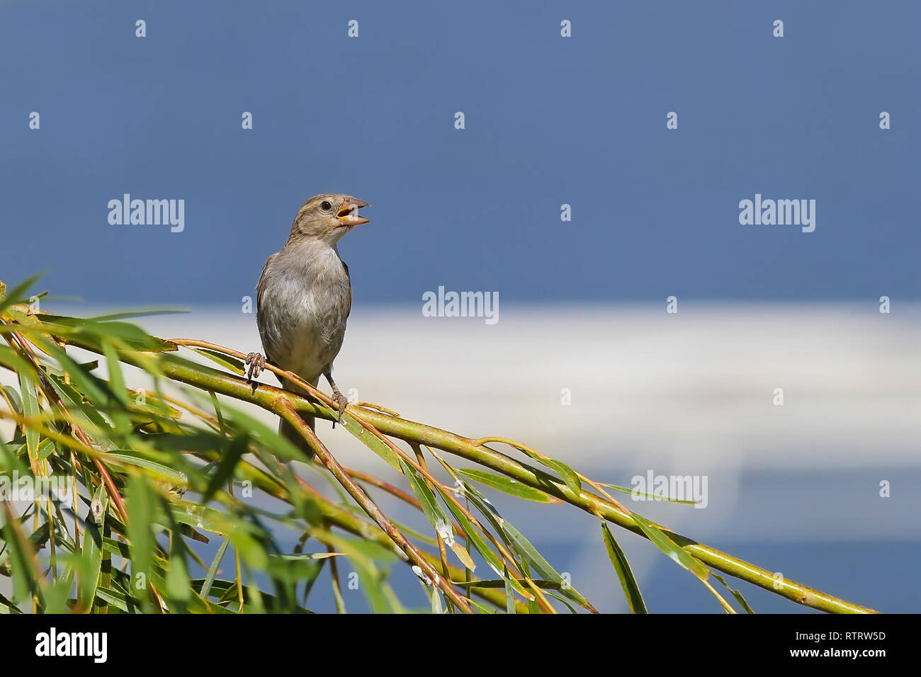 Sparrow Blue Background High Resolution Stock Photography and Images ...
