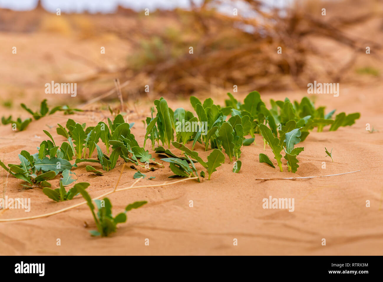 Sahara grass hi-res stock photography and images - Alamy