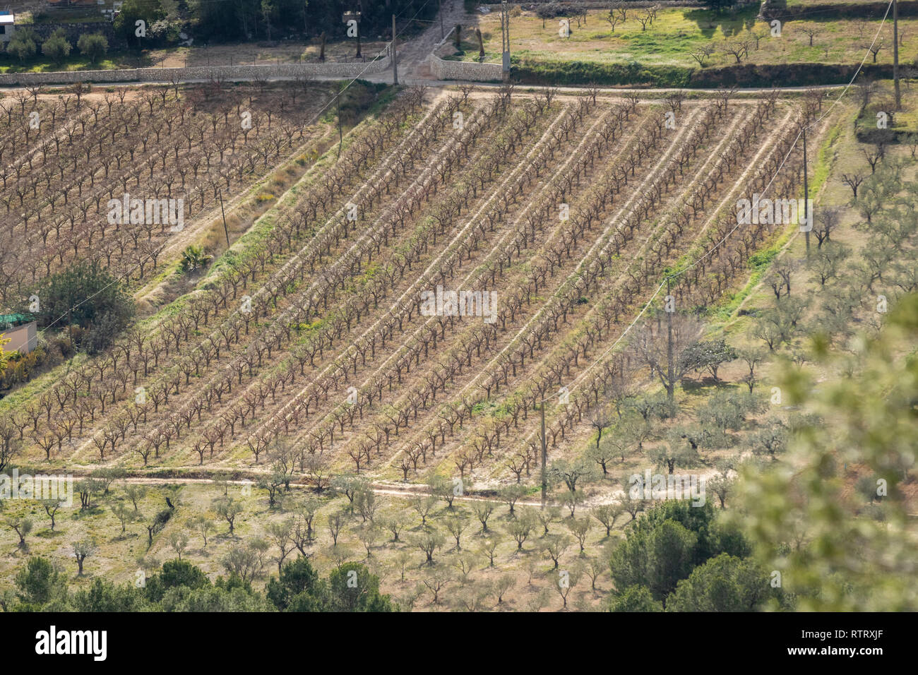 Agriculture field in rural Spain area. Early spring scenery Stock Photo ...