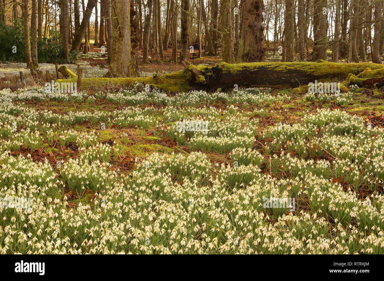 Snowdrop flowers carpeting the woodland floor at Dunrobin Castle in the ...
